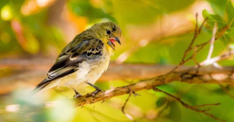11 Types of Finches in Texas with Pictures and ID Guide - A-Z Animals
