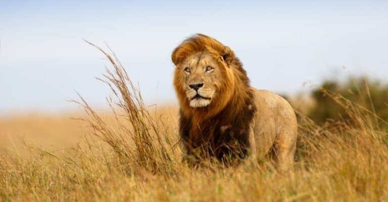 Honey Badger vs Lion: Who Would Win in a Fight? - A-Z Animals