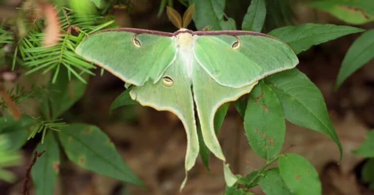 The Top 10 Fluffy, Furry & Fuzzy Moths In The World - A-Z Animals