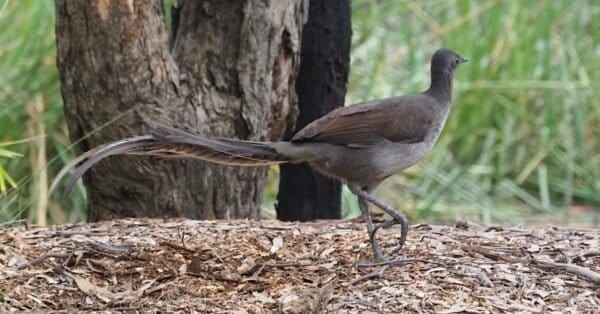 Top 10 Cool Types of Birds - A-Z Animals