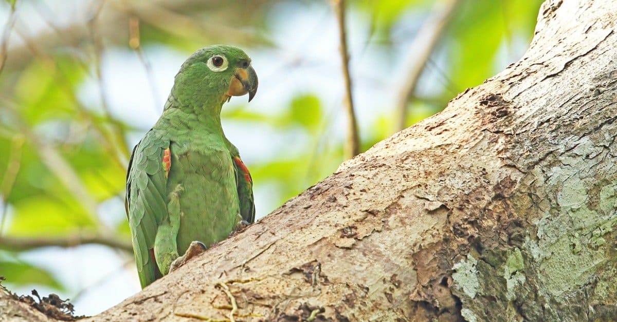 10 Birds That Chirp The Loudest - A-Z Animals
