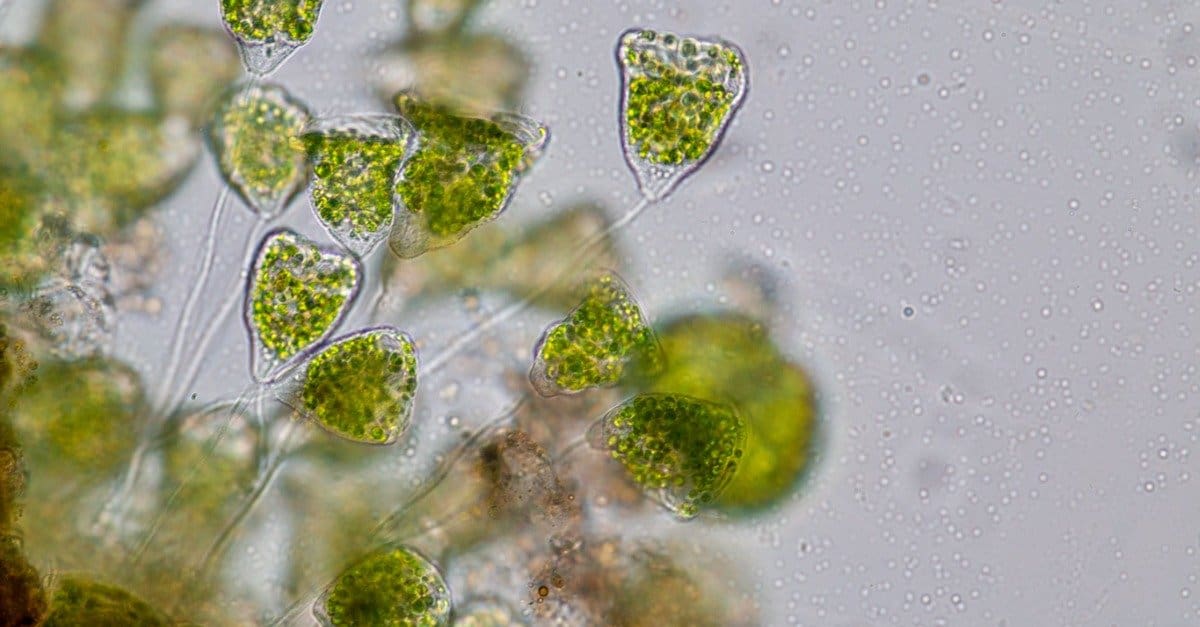 5 Facts About The Oldest Life Forms on Earth - A-Z Animals