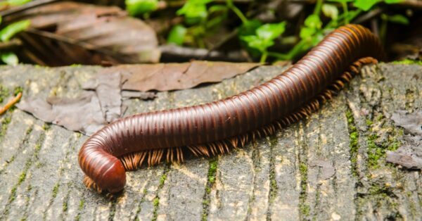 Centipede Animal Facts - A-Z Animals