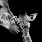 Animals That Represent Wisdom and Intelligence - A-Z Animals Slideshows