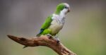 Quaker Parrot Lifespan: How Long Do These Birds Live? - A-Z Animals