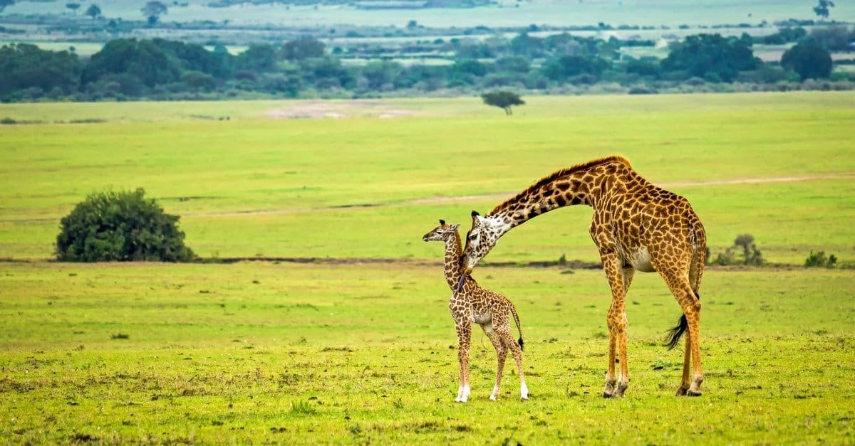 Giraffe Lifespan: How Long Do Giraffes Live? - IMP WORLD