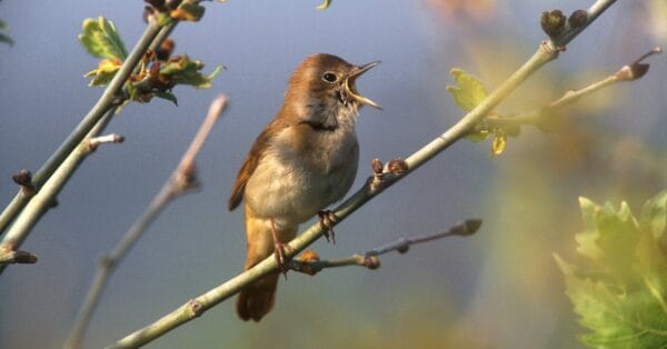 Nightingale Bird Facts - A-Z Animals