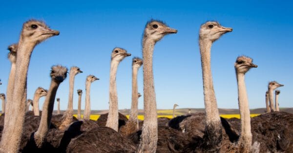 Ostrich Bird Facts - Struthio camelus - A-Z Animals