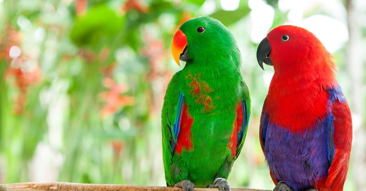 Eclectus Parrot Bird Facts - Eclectus roratus - A-Z Animals