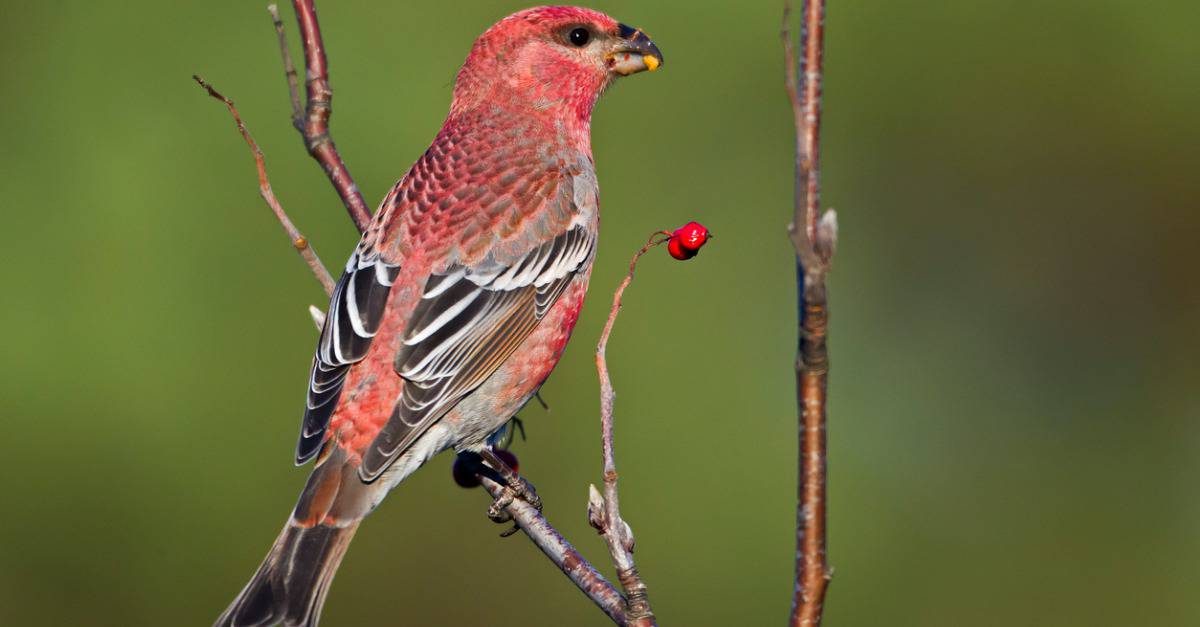 Discover 9 Types of Red Birds - A-Z Animals