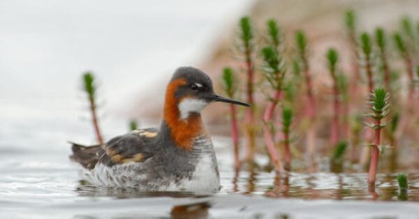 The 10 Least Intelligent Birds in the World - A-Z Animals