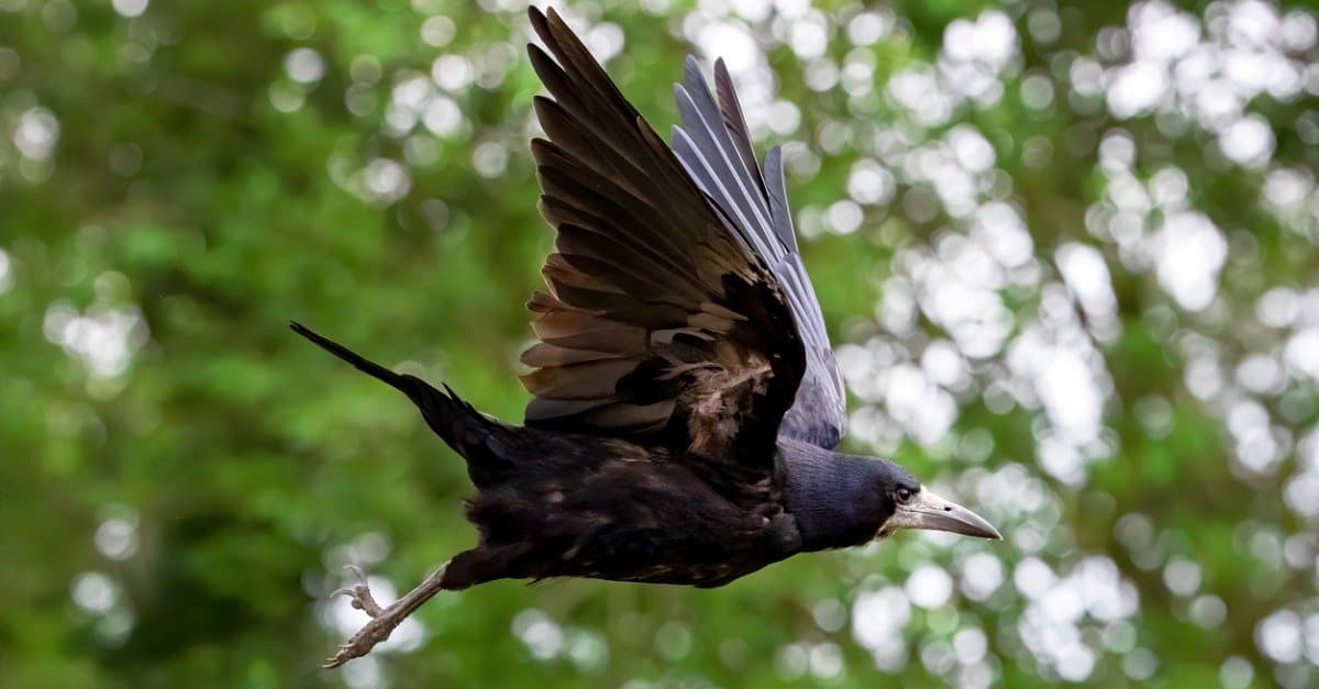 5 Birds That Look Like Crows (And How to Spot the Difference) - A-Z Animals