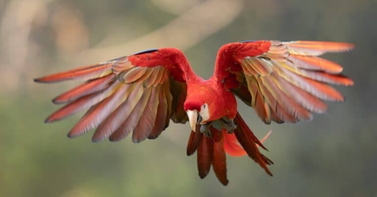 Macaw Animal Facts - Psittacidae (New World and African parrots) - A-Z ...