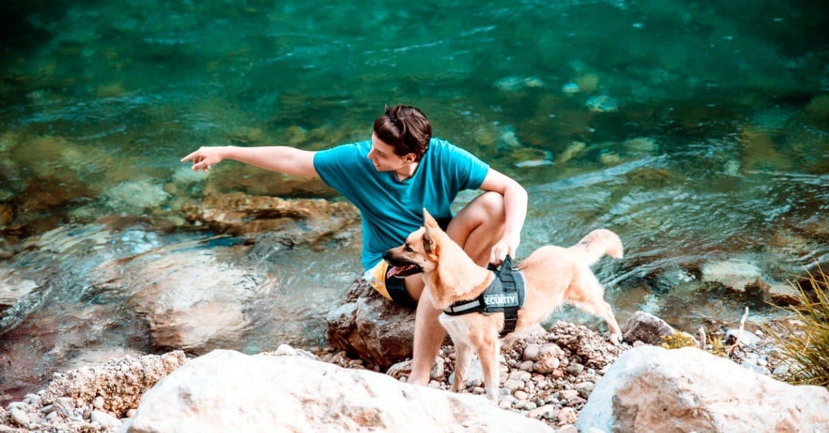 9 Types of Service Dogs - A-Z Animals