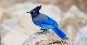 8 Birds That Look Like Blue Jays (And How to Spot the Difference) - A-Z ...