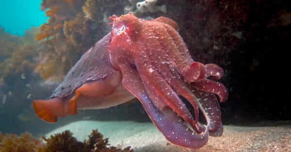 Cuttlefish Animal Pictures | A-Z Animals
