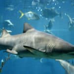 Some Sharks Can Survive in Fresh Water - Do Any Live in the Great Lakes ...