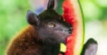 Discover 15 Frugivorous Animals That Mainly Eat Fruit - A-Z Animals