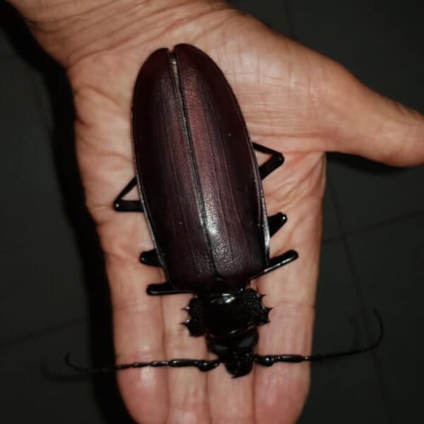 10 of the Largest Flying Insects in the World - A-Z Animals