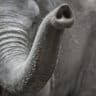 Why Do Elephants Have Hair? Discover Their Unique Cooling Mechanism - A ...
