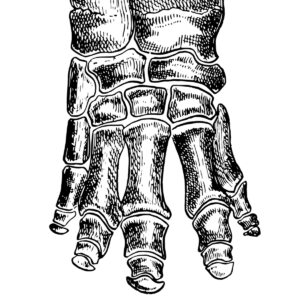 Do Elephants Have Toes? Understanding Elephants’ Feet - IMP WORLD