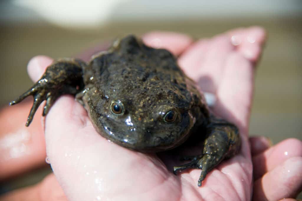 Why Does This Frog Have So Much Extra Skin? - A-Z Animals