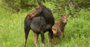 Baby Moose: 8 Facts and 8 Pictures - A-Z Animals