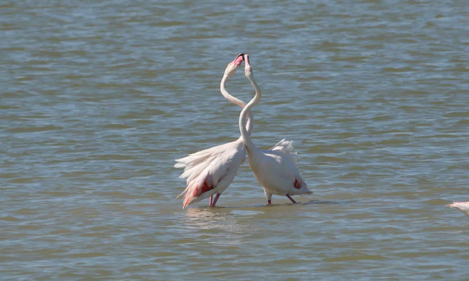 25 Facts That Make Flamingos Earth's Coolest Bird - A-Z Animals Slideshows