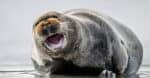 Are Seals Poisonous or Dangerous? - A-Z Animals