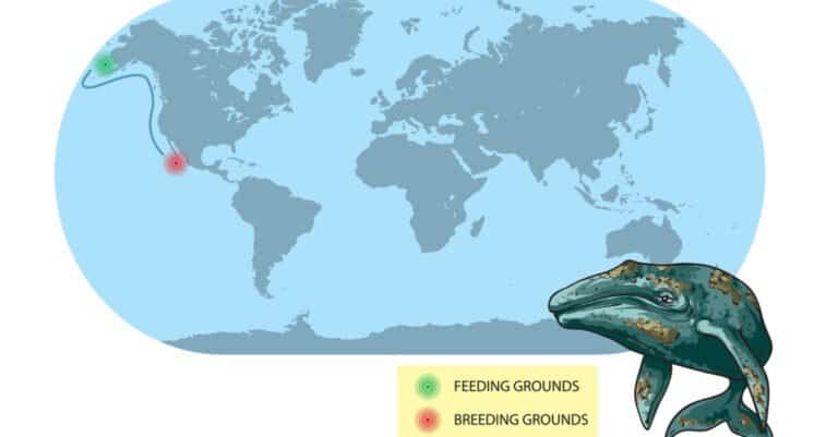 The Longest Marine Migration: Gray Whales' Epic Journey - A-Z Animals