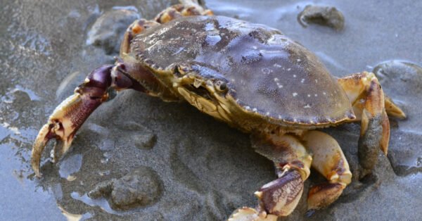 Discover 10 Fascinating Facts About Crabs: From Ancient Origins to ...