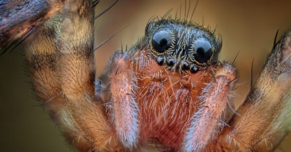 Baby Wolf Spider: 5 Facts and 5 Unbelievable Pictures - A-Z Animals
