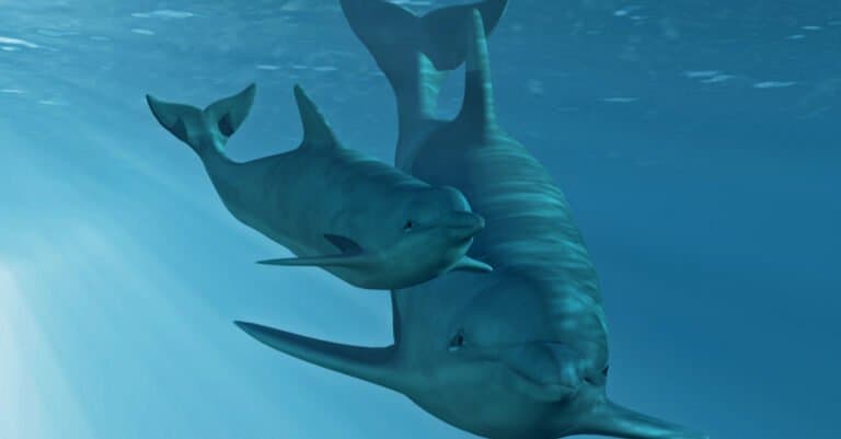 The Fascinating Lives of Dolphin Calves: Nature's Adorable Sea Mammals ...