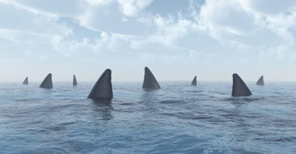 Types of Sharks: 25 Shark Species You Must Know! - A-Z Animals