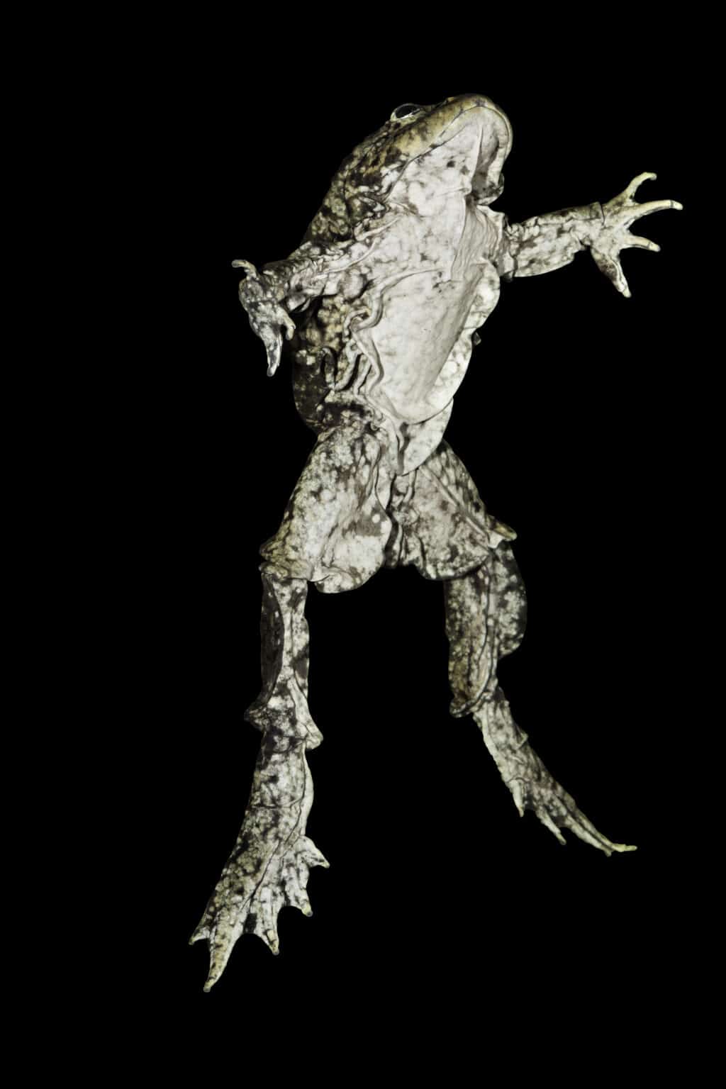 Scrotum Frog Animal Facts - Telmatobius culeus - A-Z Animals