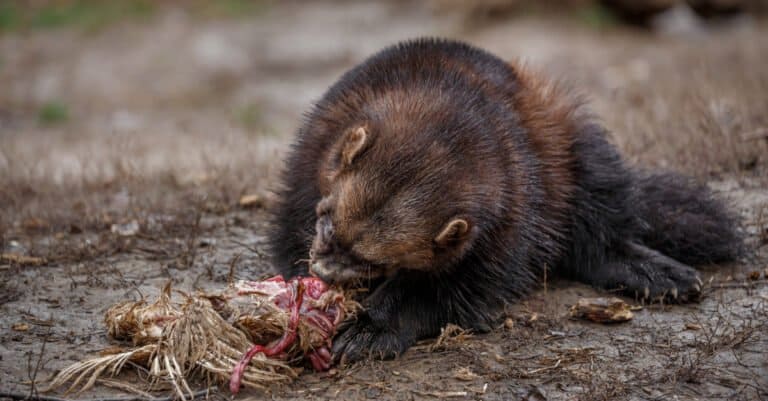 Exploring the Life and Diet of the Wolverine: Nature's Resilient ...