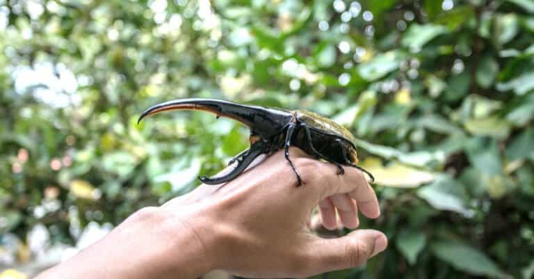 The 10 Largest Beetles in the World - A-Z Animals