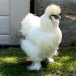 Cochin Chicken Animal Facts - Gallus gallus domesticus - A-Z Animals