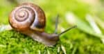 Snail Eyes: Everything You Need to Know - A-Z Animals