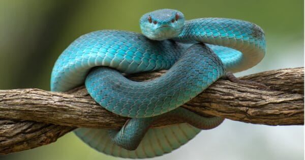 10 Most Beautiful Snakes In The World - A-Z Animals