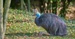 Cassowary Animal Facts - Casuarius - A-Z Animals