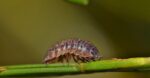 How Many Insects Are In The World? - AZ Animals