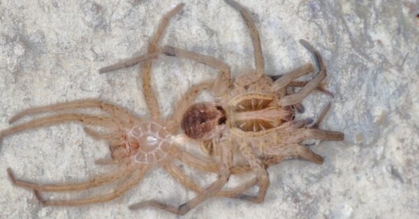 Skeleton Tarantula Animal Facts - Ephebopus murinus - A-Z Animals