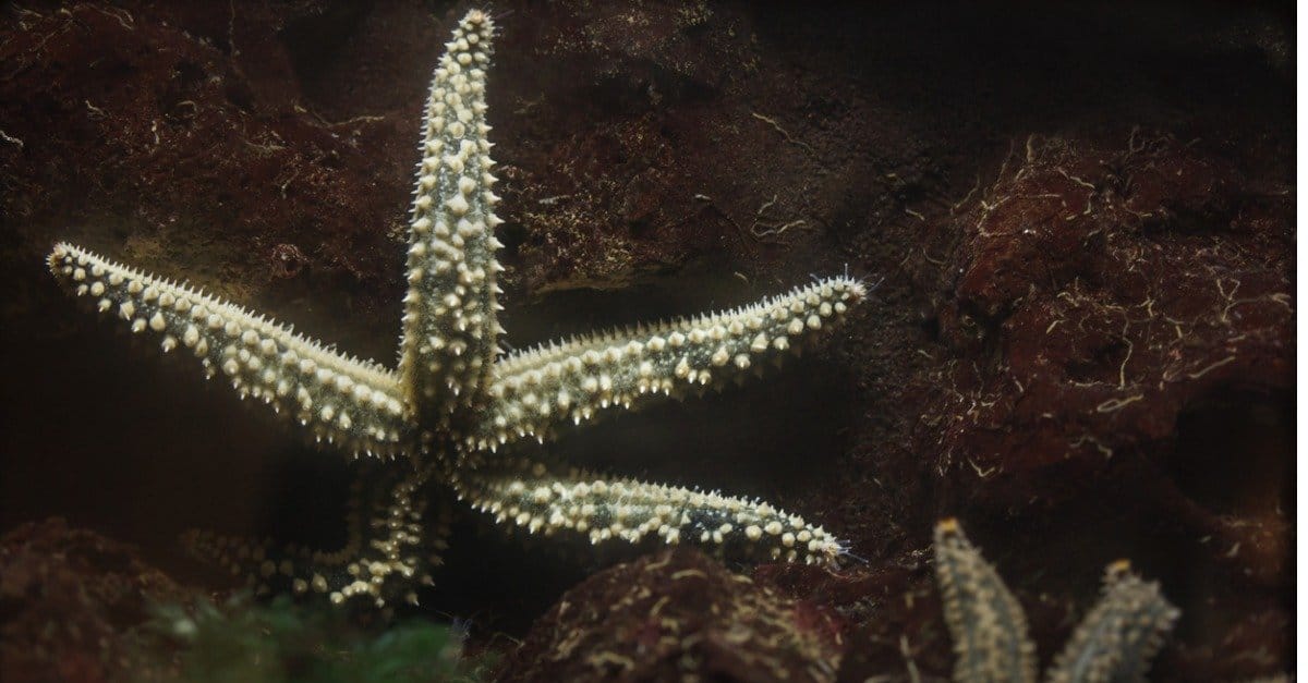 Discover The 10 Largest Starfish In The World - A-Z Animals