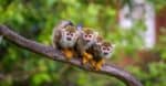 Getting Cheeky with Primates: A Look at Red and Blue Monkey Butts - A-Z ...