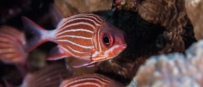 Animals in Aruba - A-Z Animals