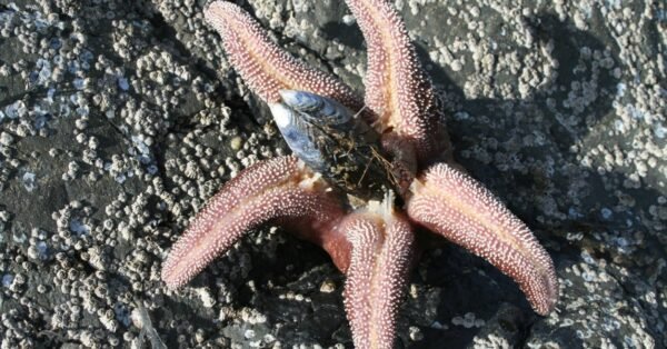 The Life of a Starfish: Movement, Feeding, and Survival in the Sea - A ...