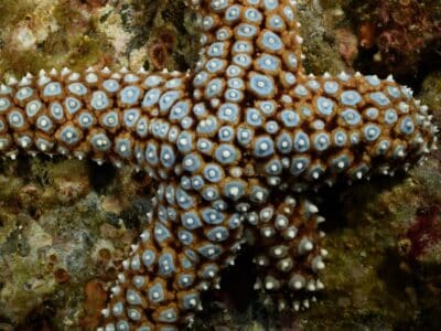 Echinoderm - A-Z Animals