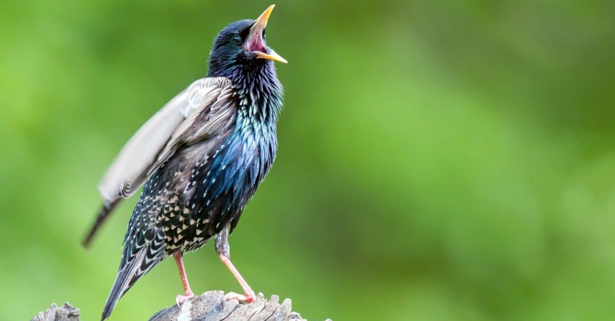 What Do Starlings Eat? - A-Z Animals