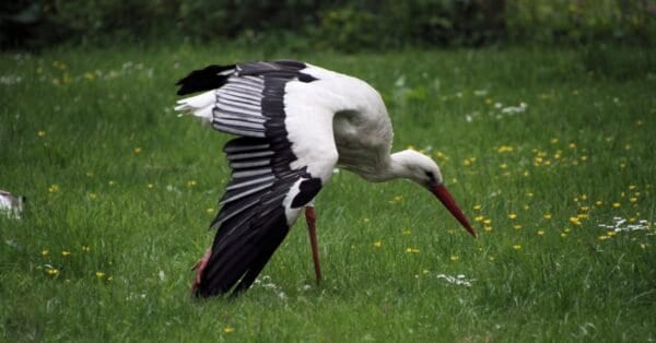 The White Stork: National Bird of Ukraine - A-Z Animals